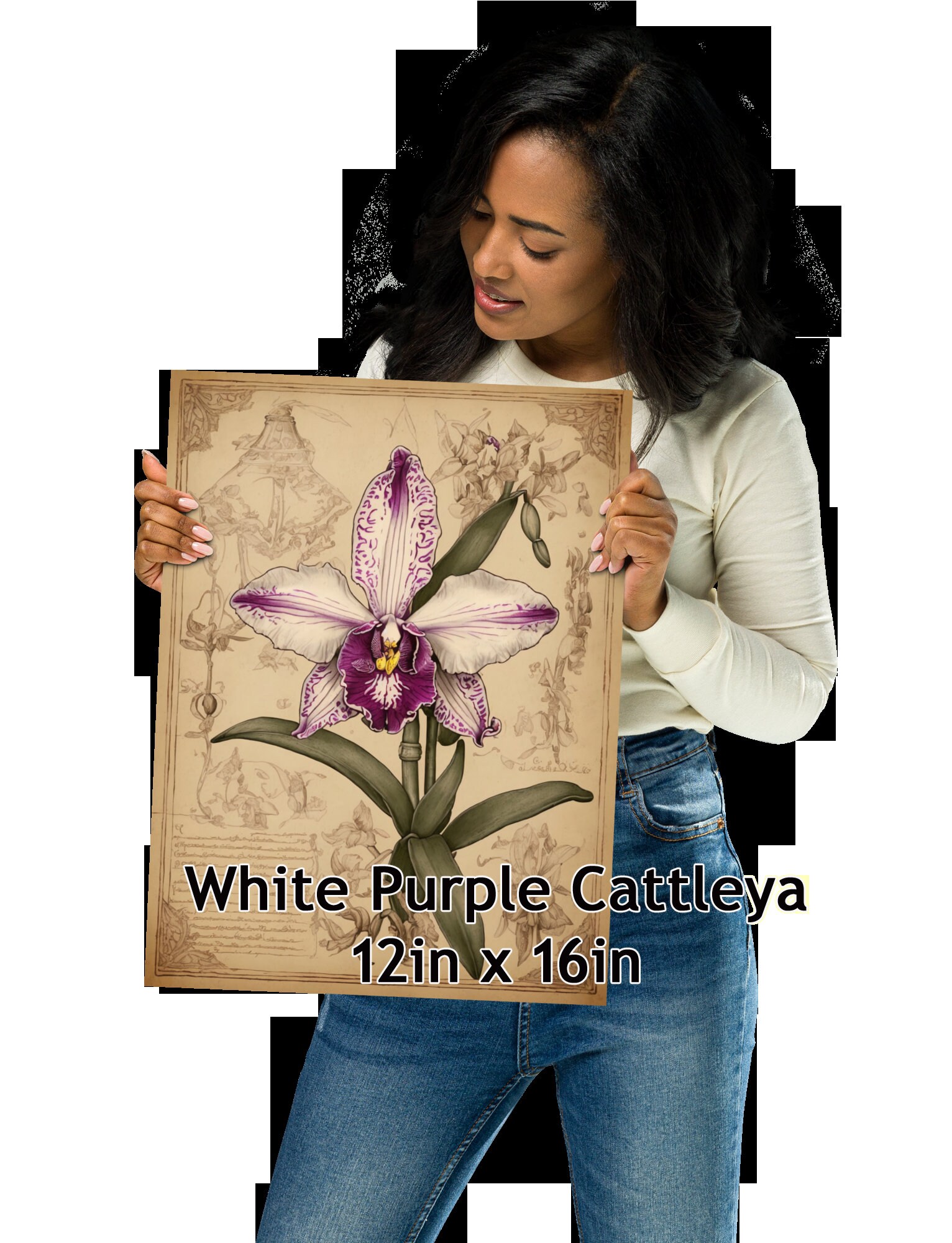 Cattleya Botanical Sketch Enhanced Matte Paper Poster 8 Options, 4 ...