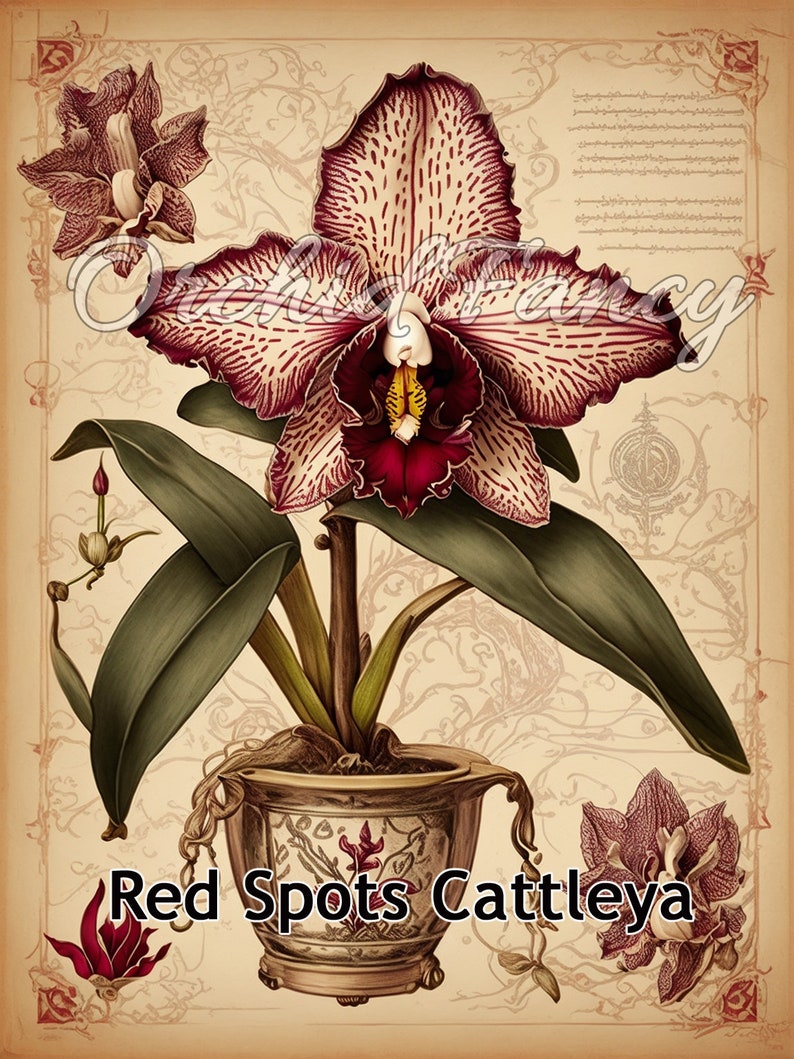 Cattleya Botanical Sketch Enhanced Matte Paper Poster 8 Options, 4 ...