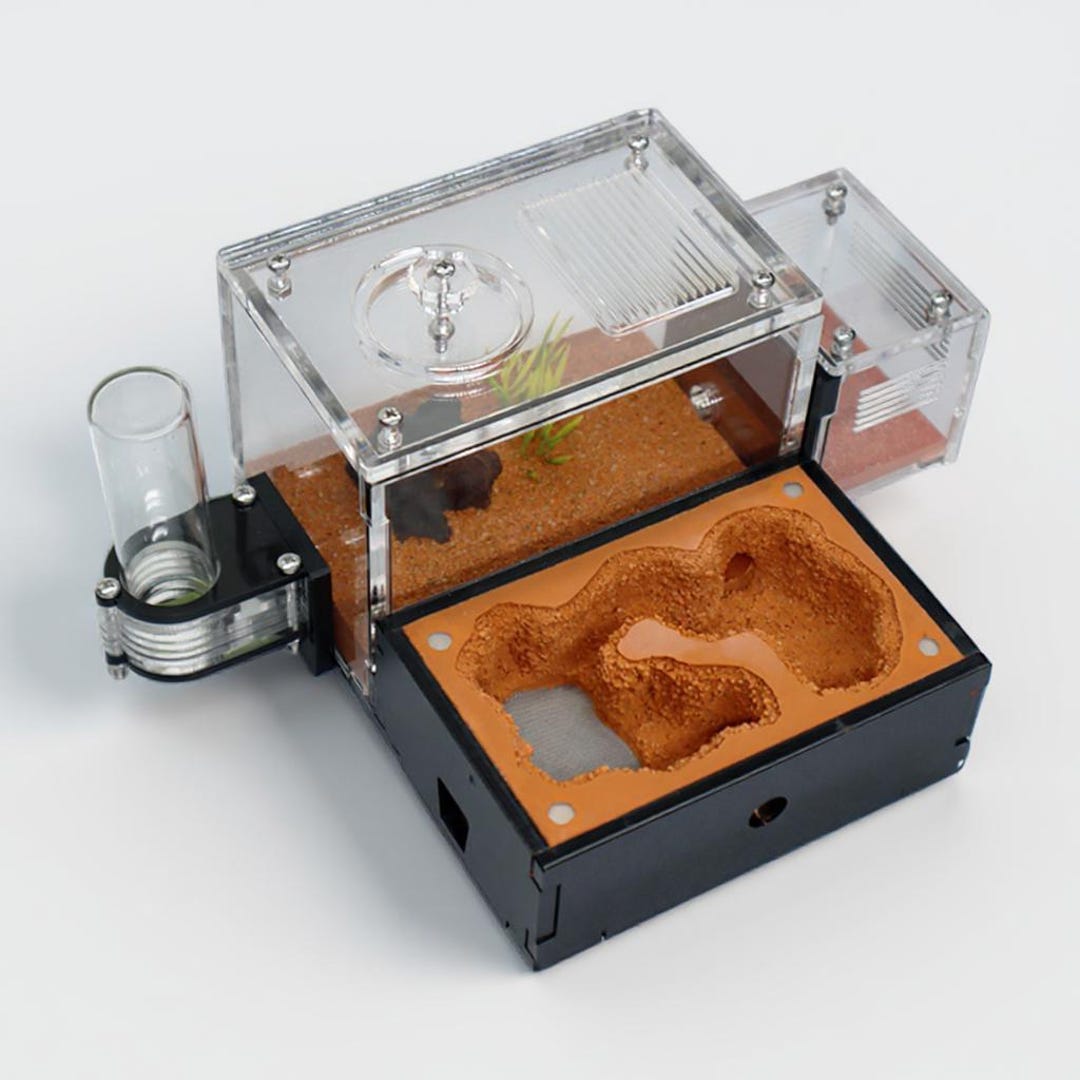 Ant Farm With Yellow Base – External Water Tower, Waste Area & Queen ...