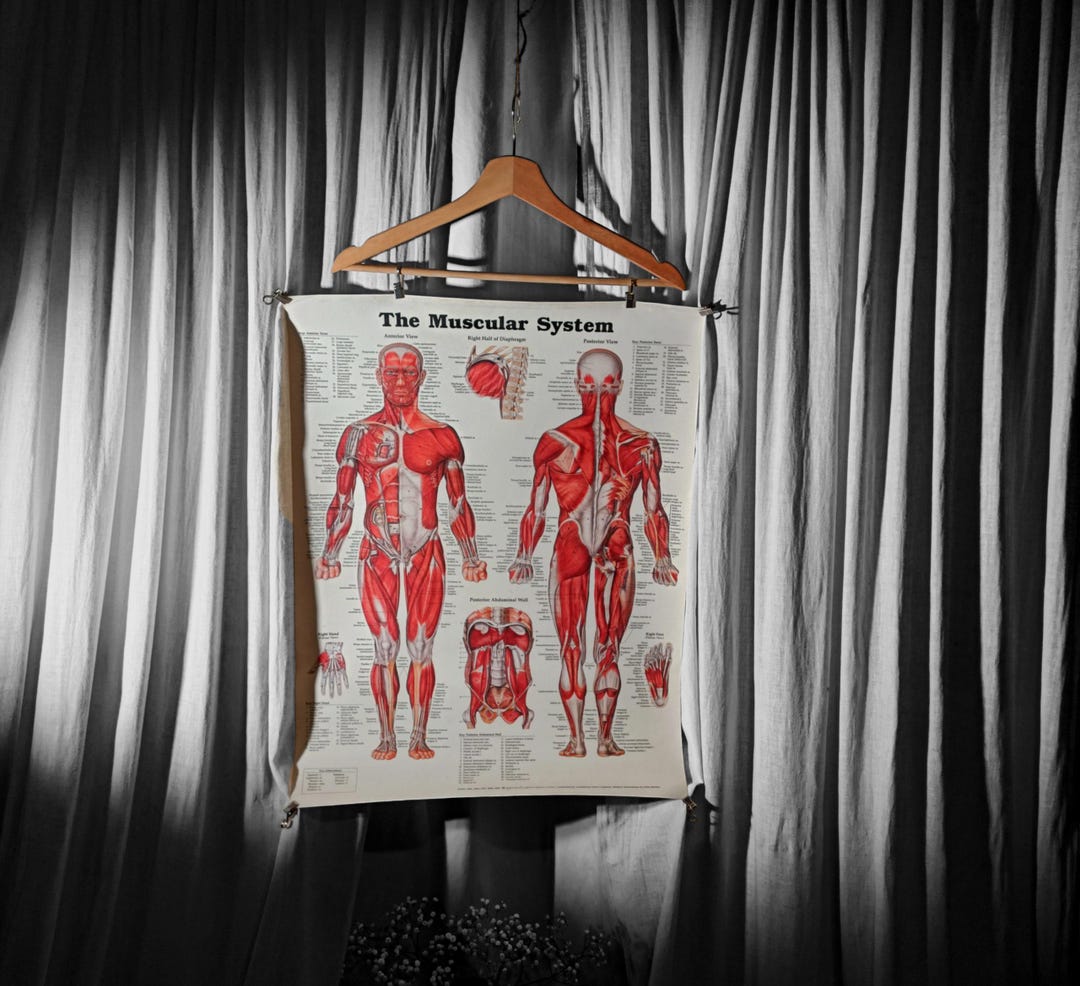 Vintage Peter Bachin Muscular System Poster - Laminated Anatomical ...