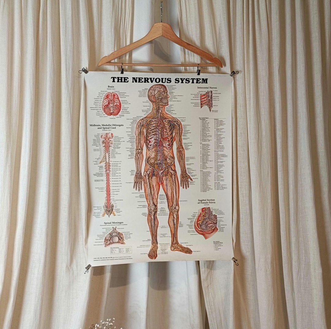 Vintage Nervous System Anatomical Chart by Peter Bachin – Laminated ...