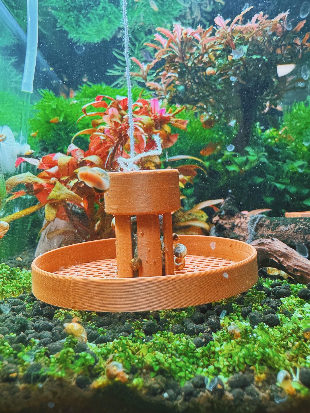 Aquarium Snail Trap | No Chemicals | Shrimp Safe | Reusable Fish Tank ...