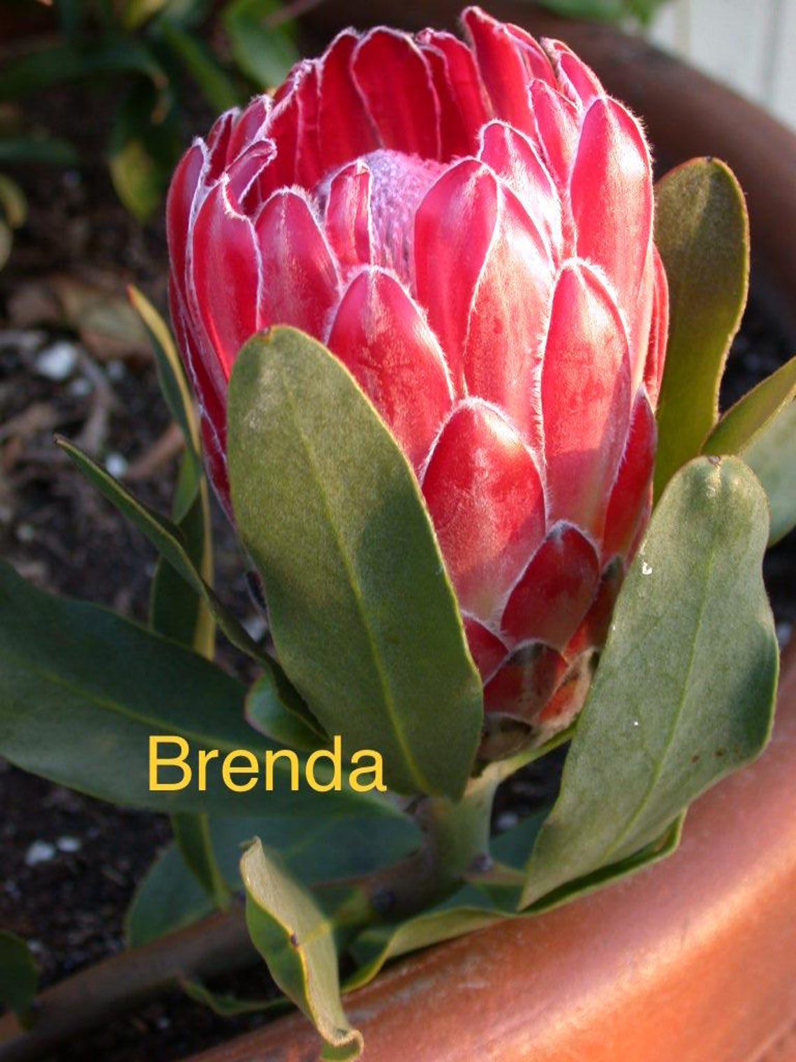 South African Protea Flower Brenda One Gallon Plant - Etsy