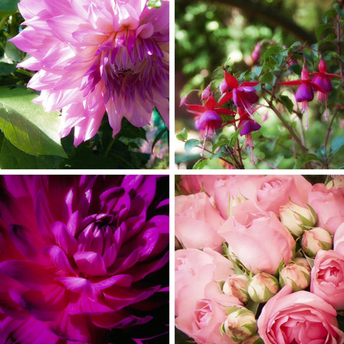 Flower Photographs Set of Four 5x5 Prints French Garden | Etsy