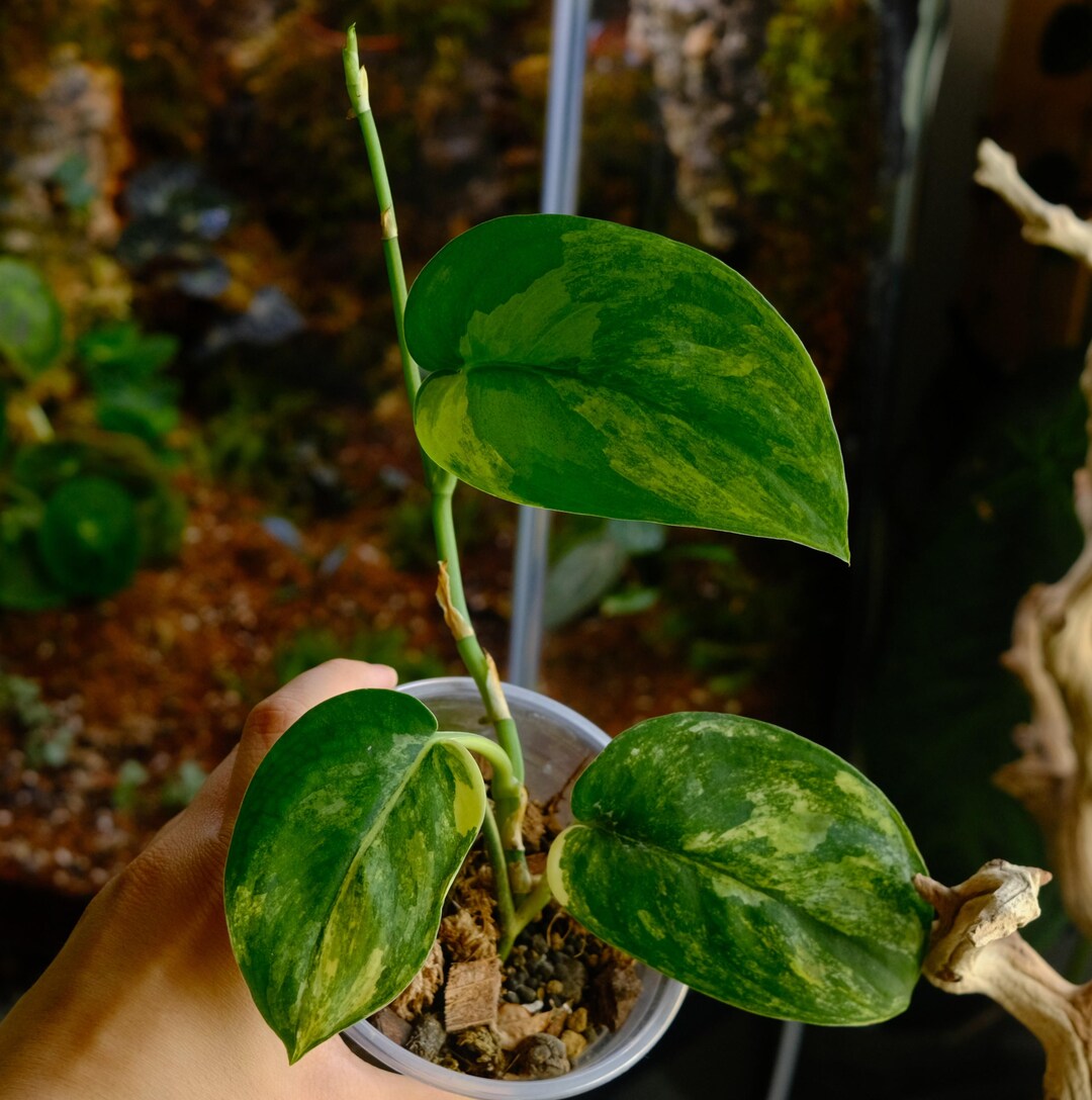 Variegated Scindapsus Jade Satin Aurea - Etsy