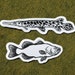 Large Mouth Bass & Alligator Gar Stickers. Hand Drawn. Ink Illustration ...