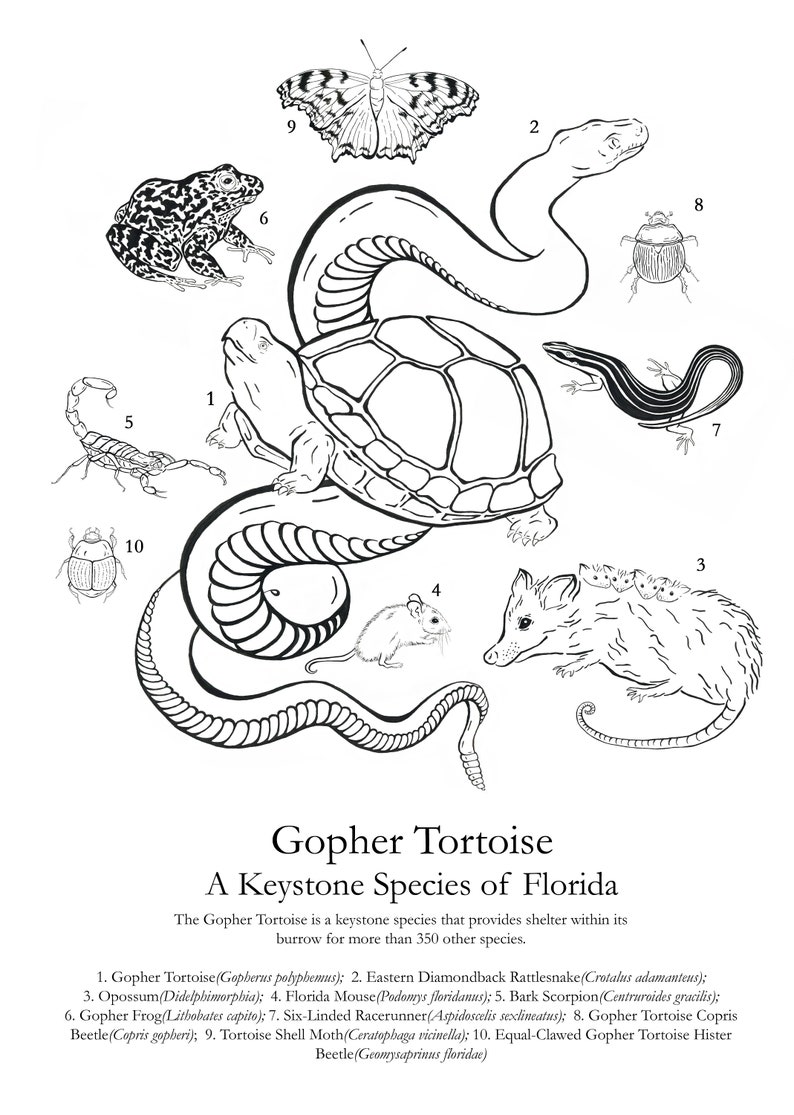 Gopher Tortoise Field Guide Poster: A Keystone Species of Florida Print ...