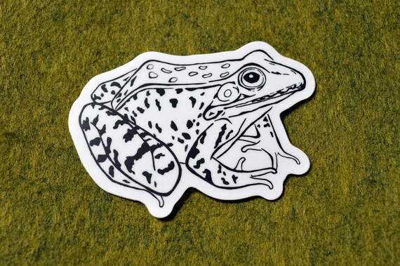 Southern Leopard Frog Drawing