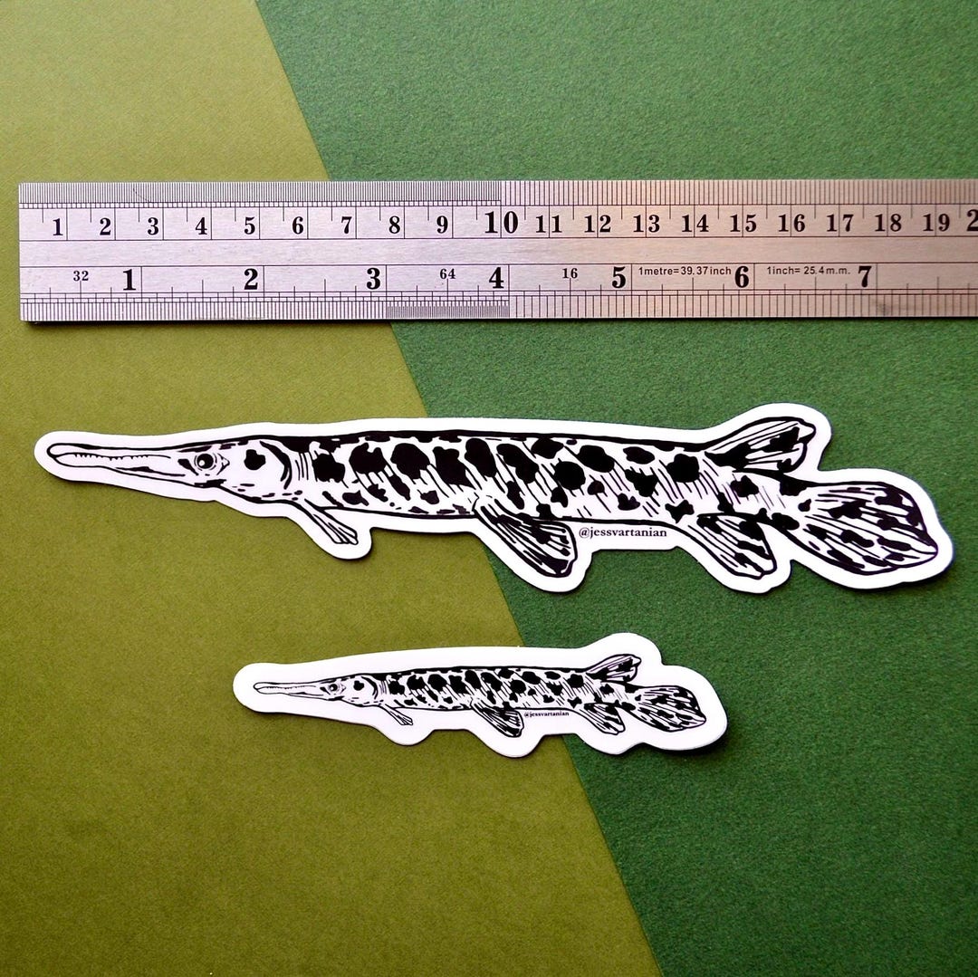 Alligator Gar Fish. Jumbo Sticker. Hand Drawn. Ink Illustration. Matte ...