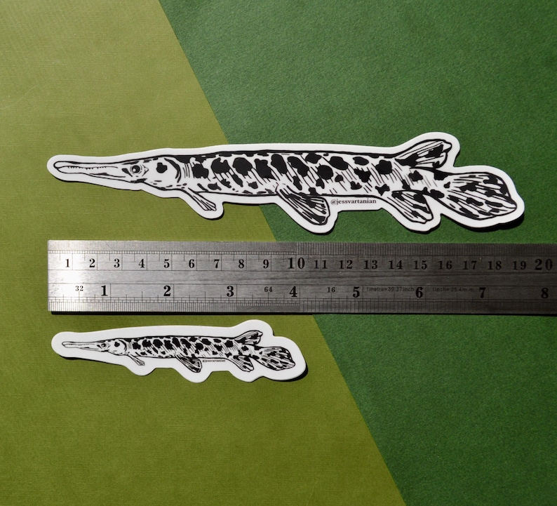 Alligator Gar Fish. Jumbo Sticker. Hand Drawn. Ink Illustration. Matte ...