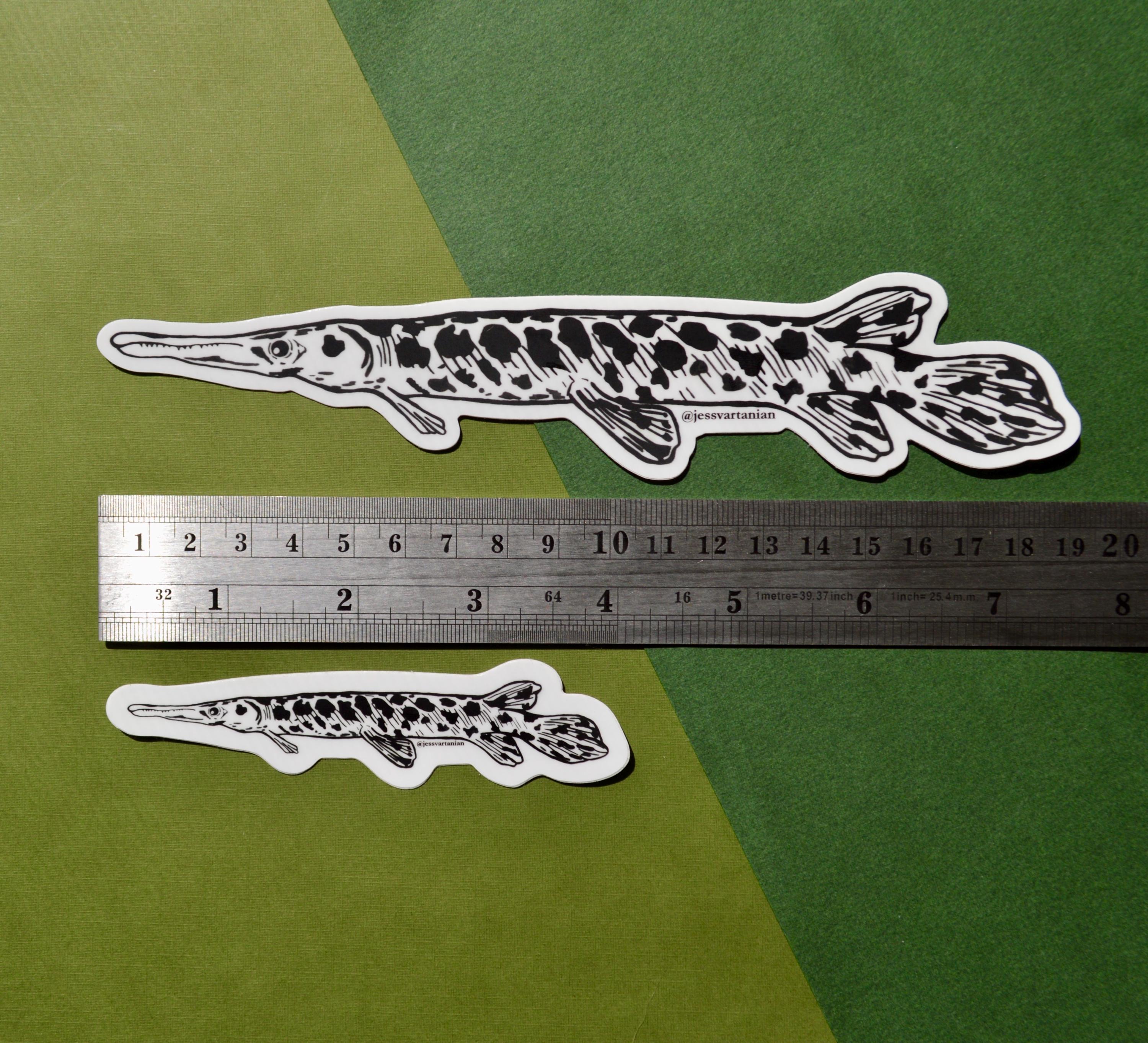 Alligator Gar Fish. Jumbo Sticker. Hand Drawn. Ink Illustration. Matte ...