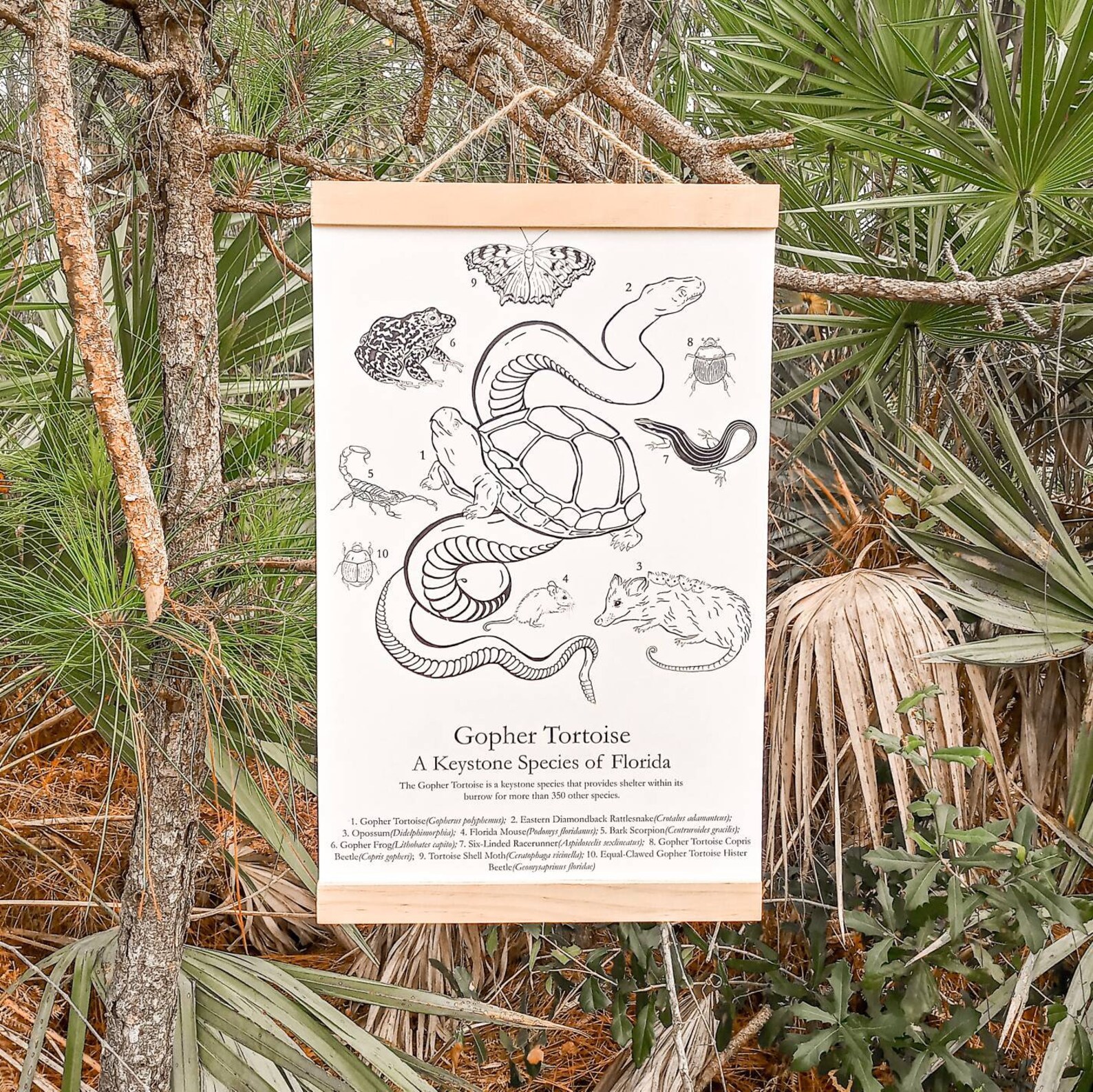Gopher Tortoise Field Guide Poster: A Keystone Species of Florida Print ...