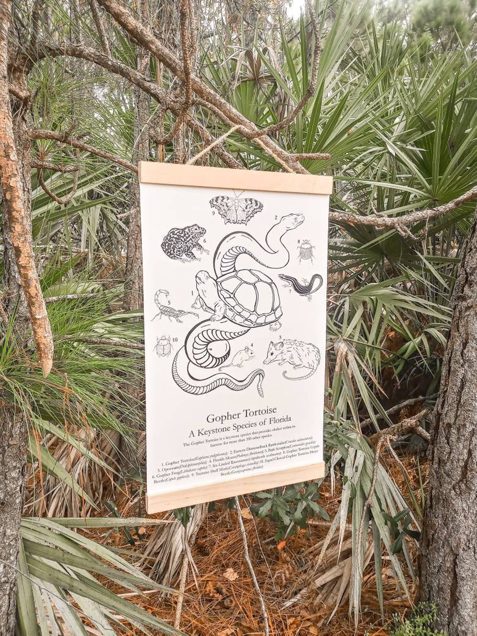 Gopher Tortoise Field Guide Poster: A Keystone Species of Florida Print ...