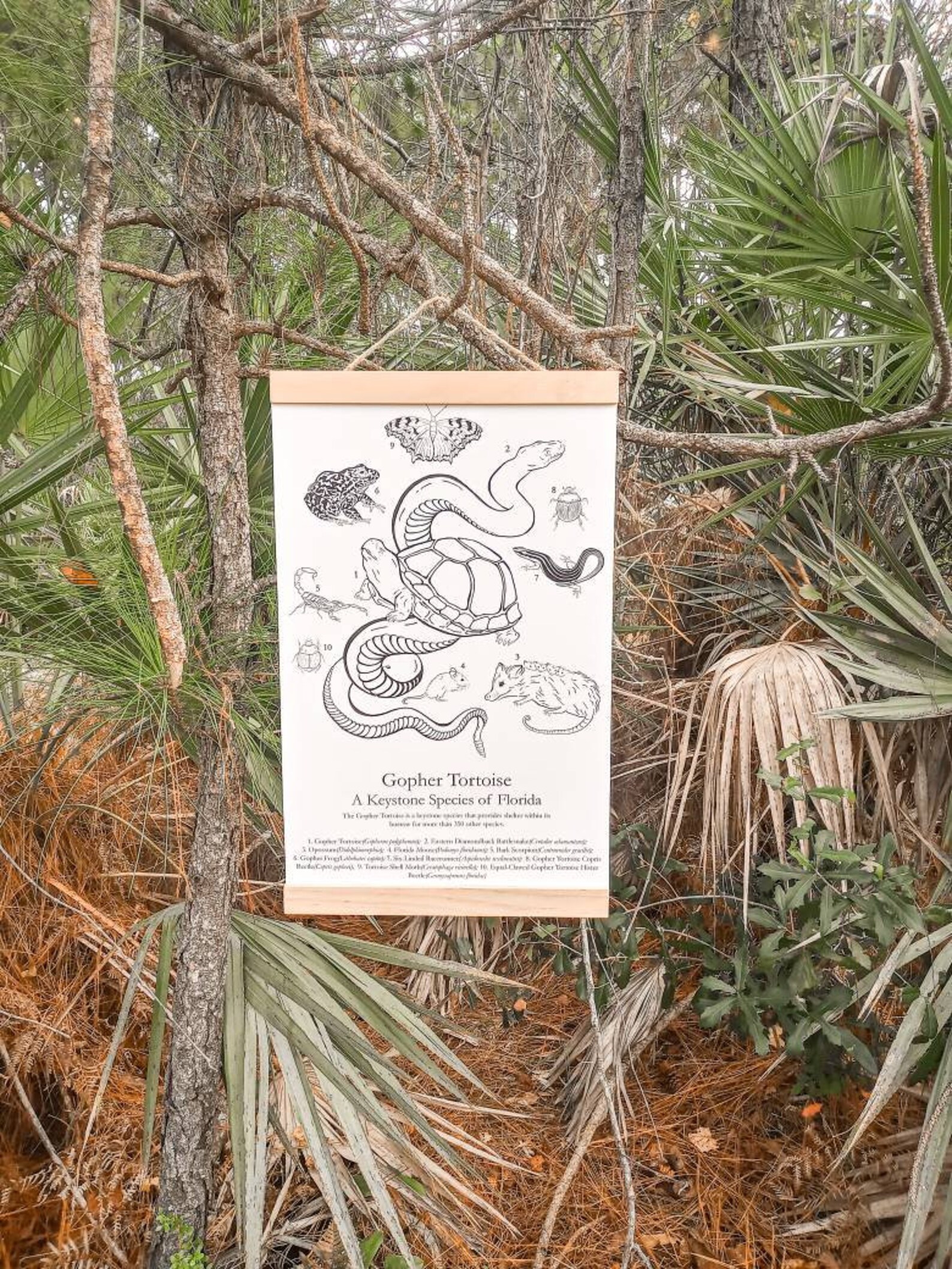 Gopher Tortoise Field Guide Poster: A Keystone Species of Florida Print ...