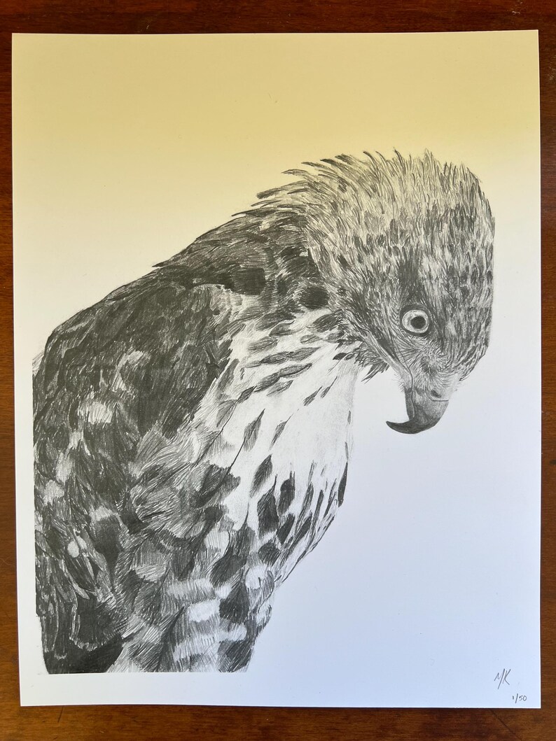 Red-tailed Hawk Print, Hand-drawn Graphite Pencil Art - Etsy