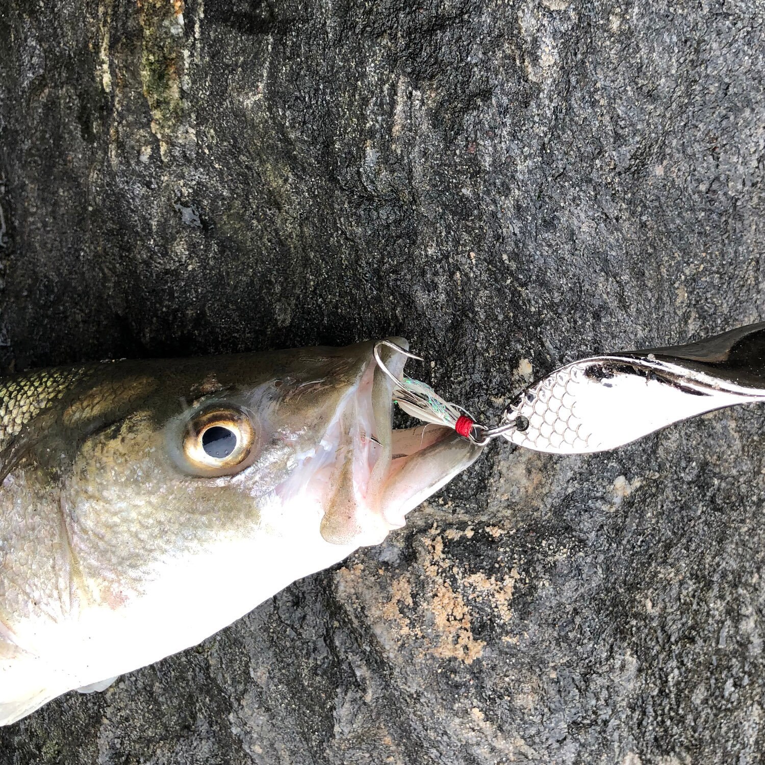 Set of 2 Propeller Metal Fishing Lures With Treble Hooks, 1-ounce, 28g ...