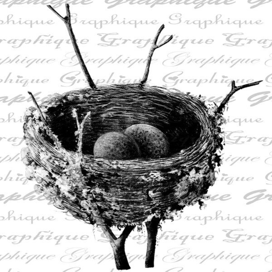 Bird Birds Nest Eggs Twigs Digital Image Download Transfer To Etsy