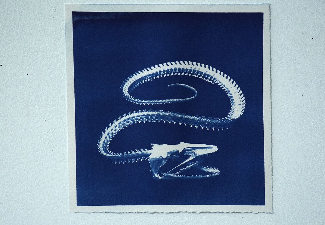 Fish Skeleton Cyanotype on Watercolor Paper D - Etsy
