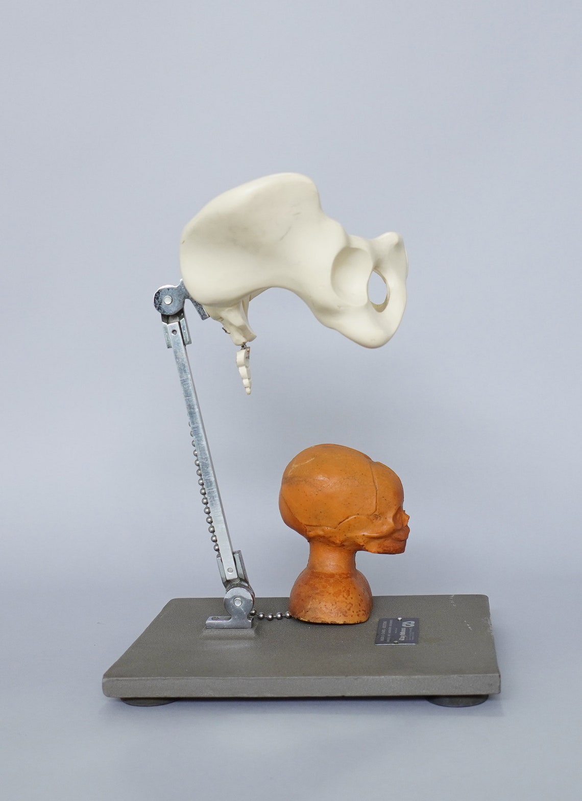 Vintage Clay Adams Pelvis and Fetus Model Demonstrator C. 1940 - Etsy