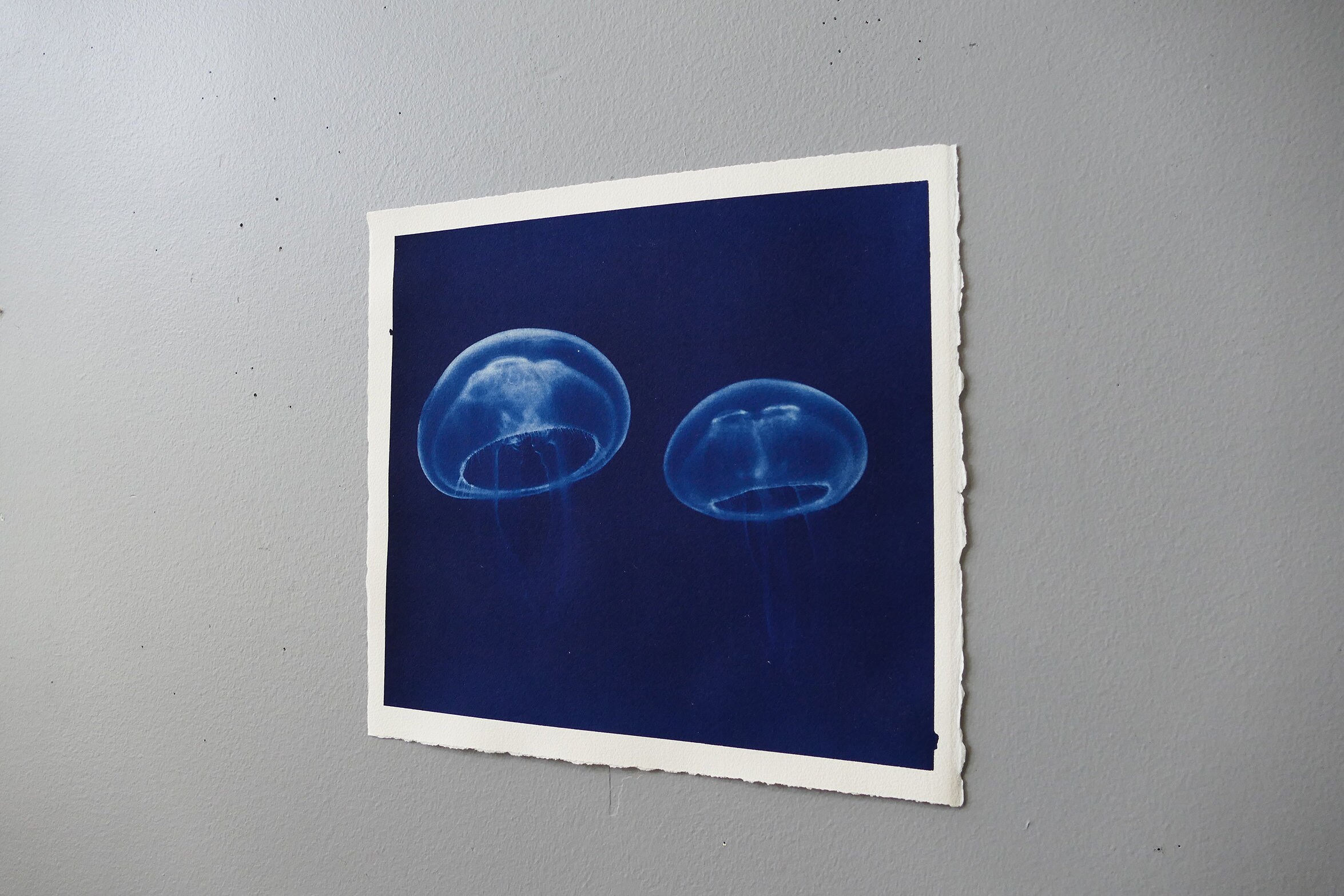 Jellyfish Cyanotype on Watercolor Paper Original Handmade Printed ...