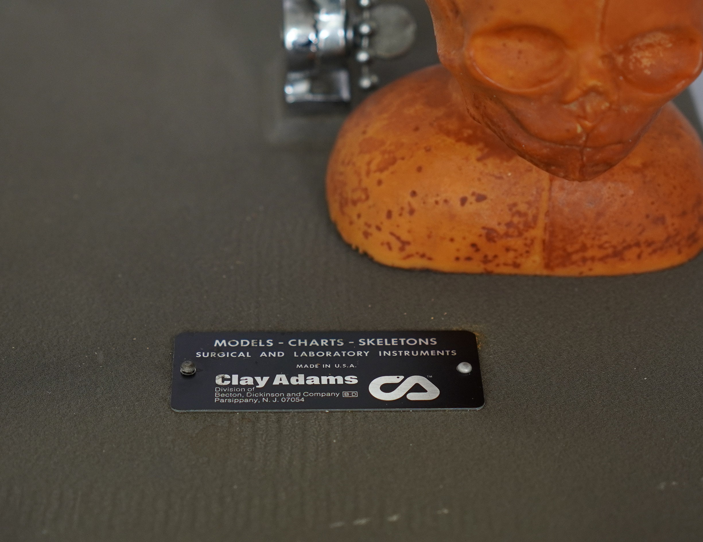 Vintage Clay Adams Pelvis and Fetus Model Demonstrator C. 1940 - Etsy