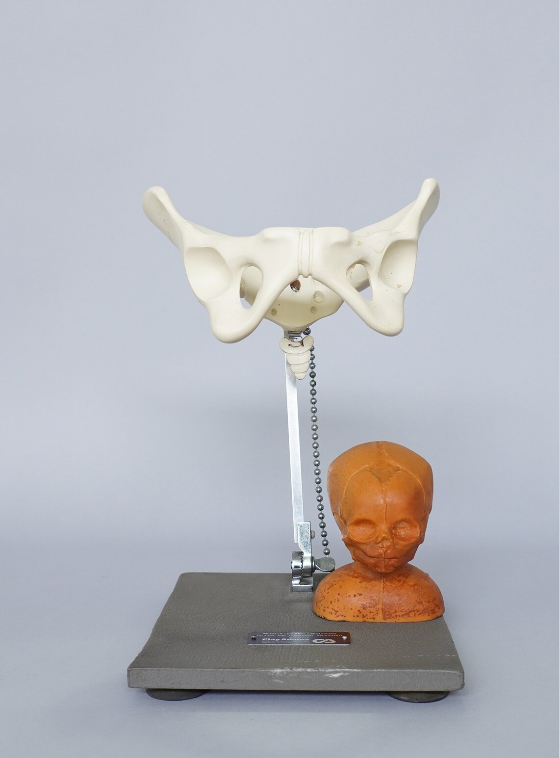 Vintage Clay Adams Pelvis and Fetus Model Demonstrator C. 1940 - Etsy