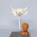 Vintage Clay Adams Pelvis and Fetus Model Demonstrator C. 1940 - Etsy
