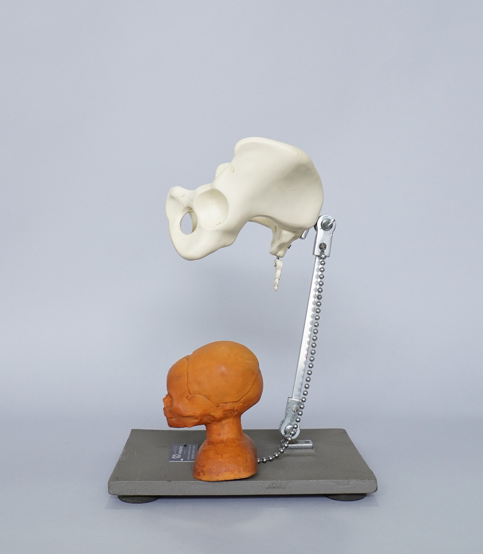 Vintage Clay Adams Pelvis and Fetus Model Demonstrator C. 1940 - Etsy