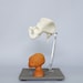 Vintage Clay Adams Pelvis and Fetus Model Demonstrator C. 1940 - Etsy