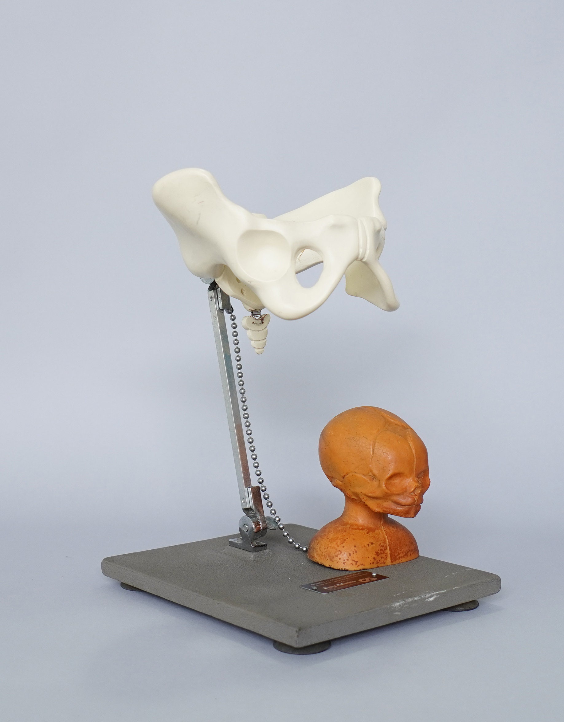 Vintage Clay Adams Pelvis and Fetus Model Demonstrator C. 1940 - Etsy