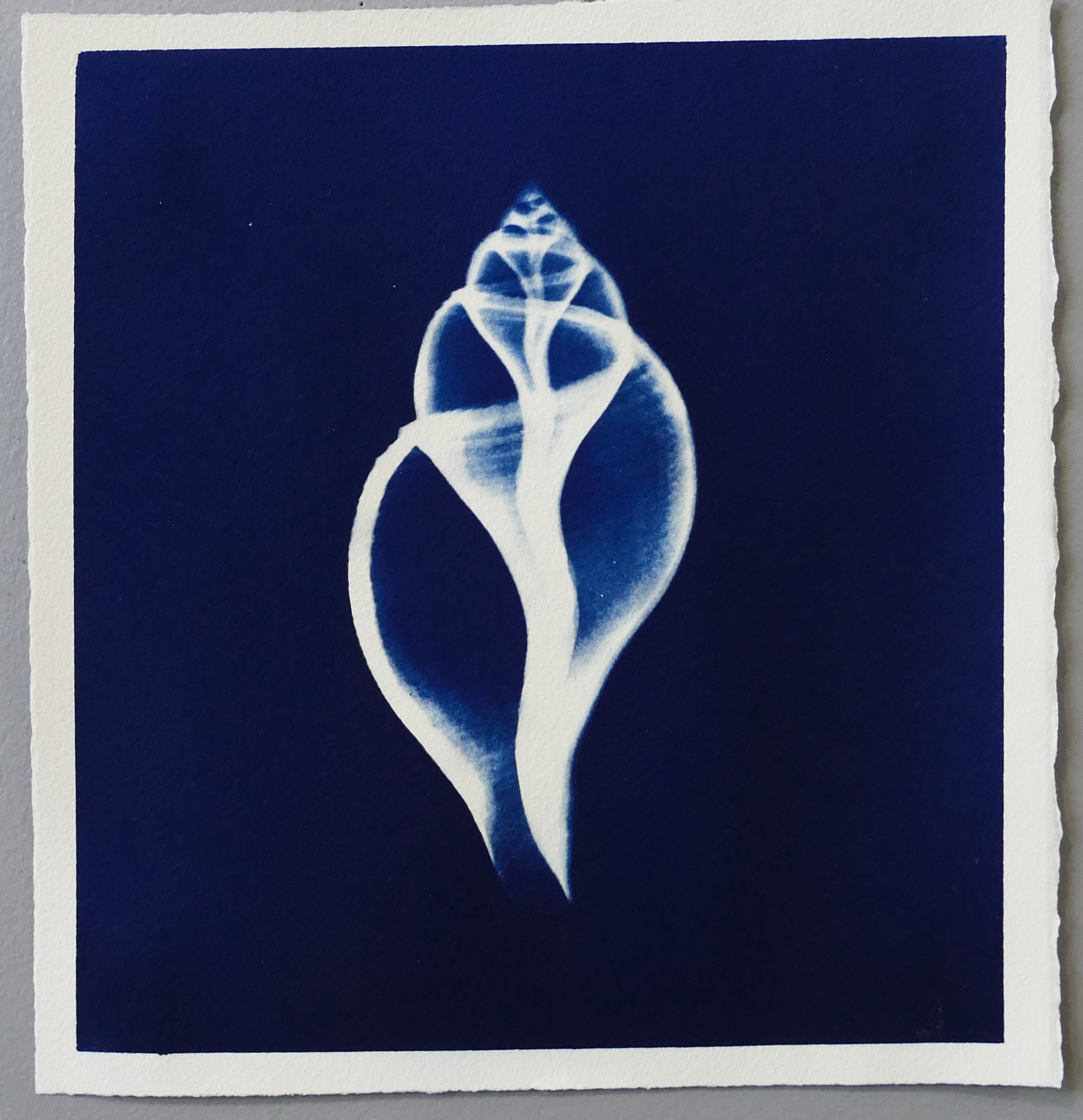 Sea Shell X-ray Cyanotype Hand Printed Photo on Watercolor Paper Unique ...