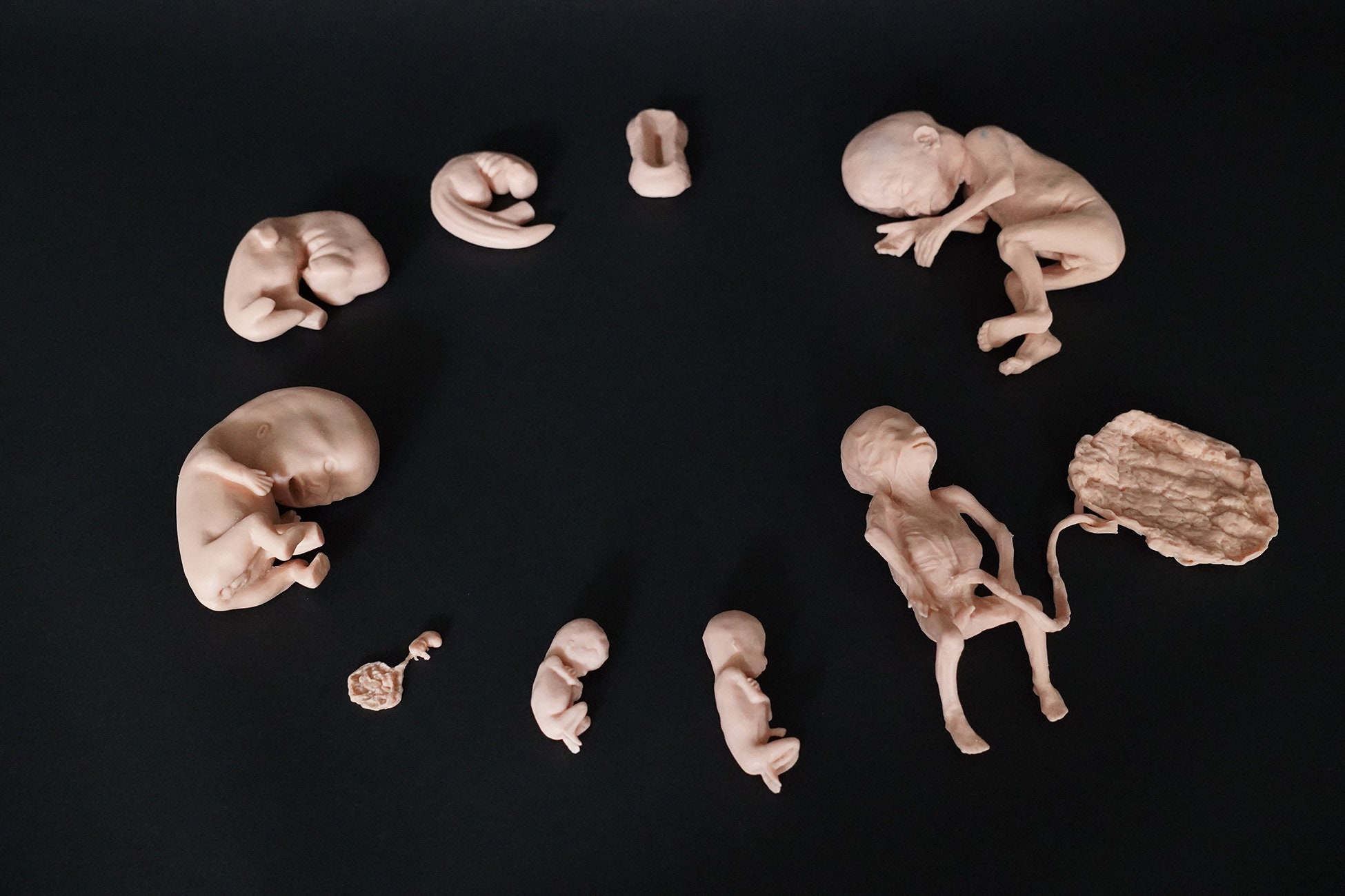 1970's Replica Life Forms Fetus Development With Case and Teaching ...