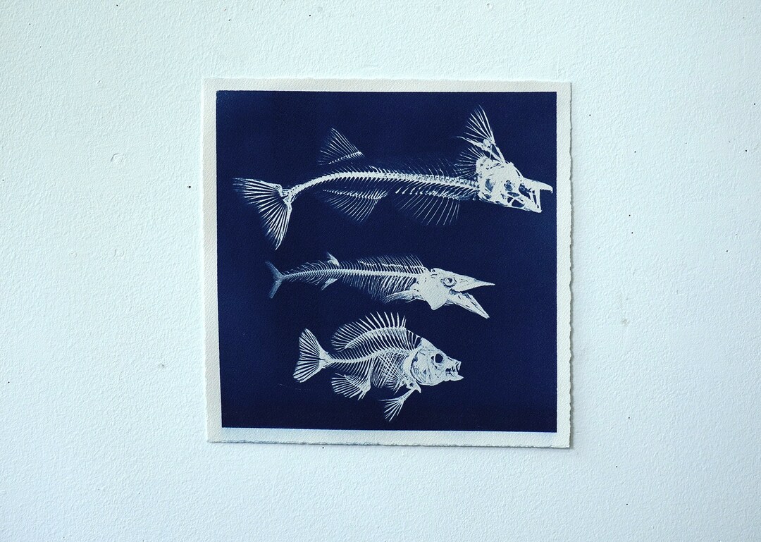 Fish Skeleton Cyanotype on Watercolor Paper (C) - Etsy