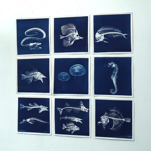 Fish Skeleton Cyanotype on Watercolor Paper (E) - Etsy