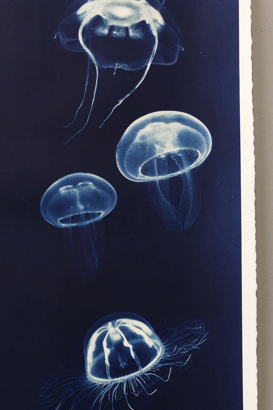 Jellyfish Cyanotype Original Art Meditative Minimal Hand - Etsy