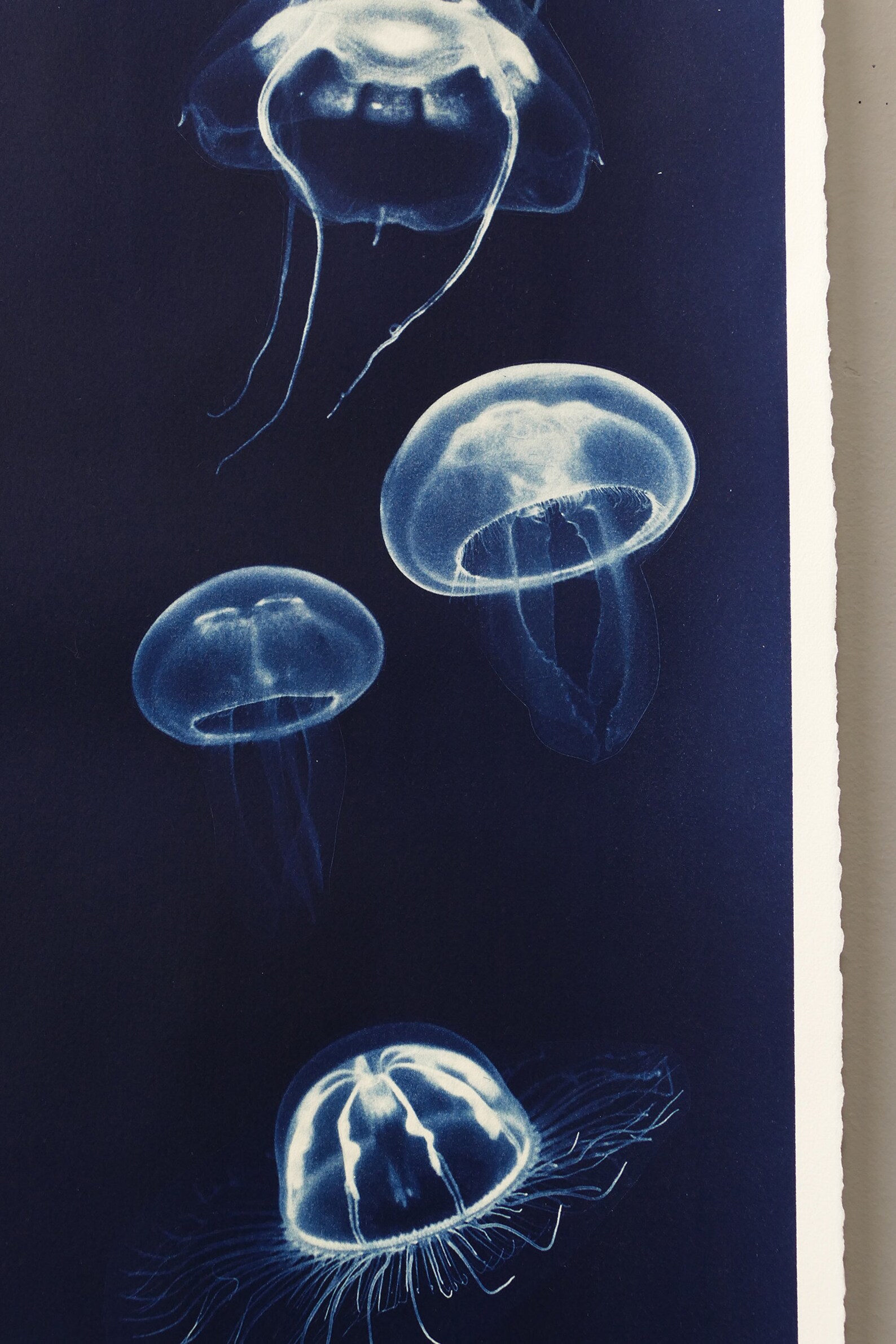Jellyfish Cyanotype Original Art Meditative Minimal Hand - Etsy