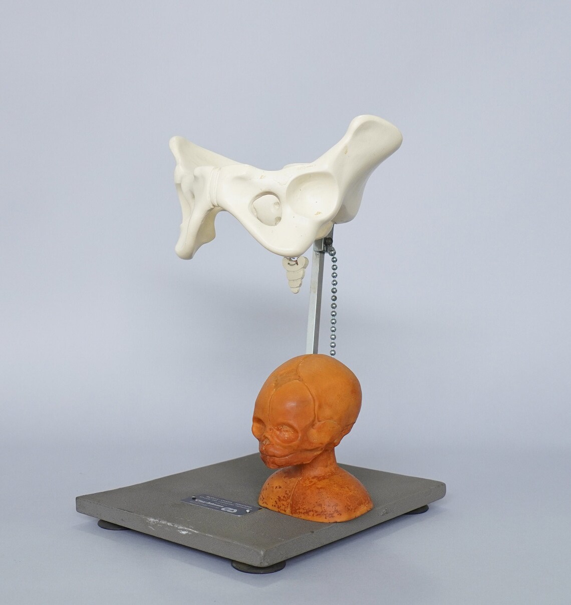 Vintage Clay Adams Pelvis and Fetus Model Demonstrator C. 1940 - Etsy