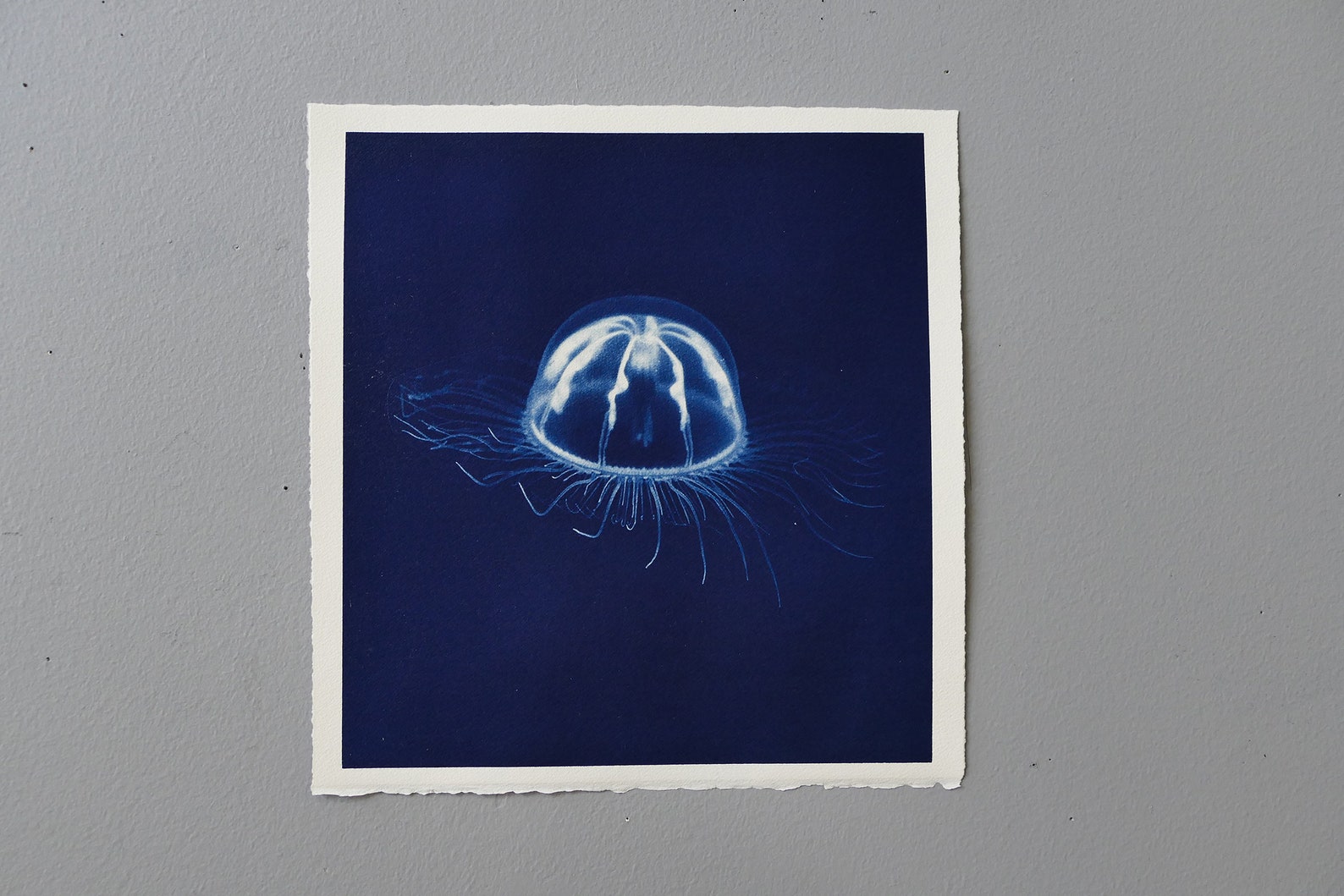 Jelly Fish Cyanotype Hand Printed Photo Original Art - Etsy