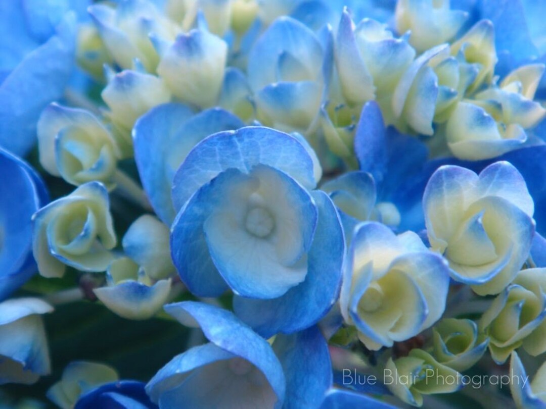 Blue Hydrangea - Etsy