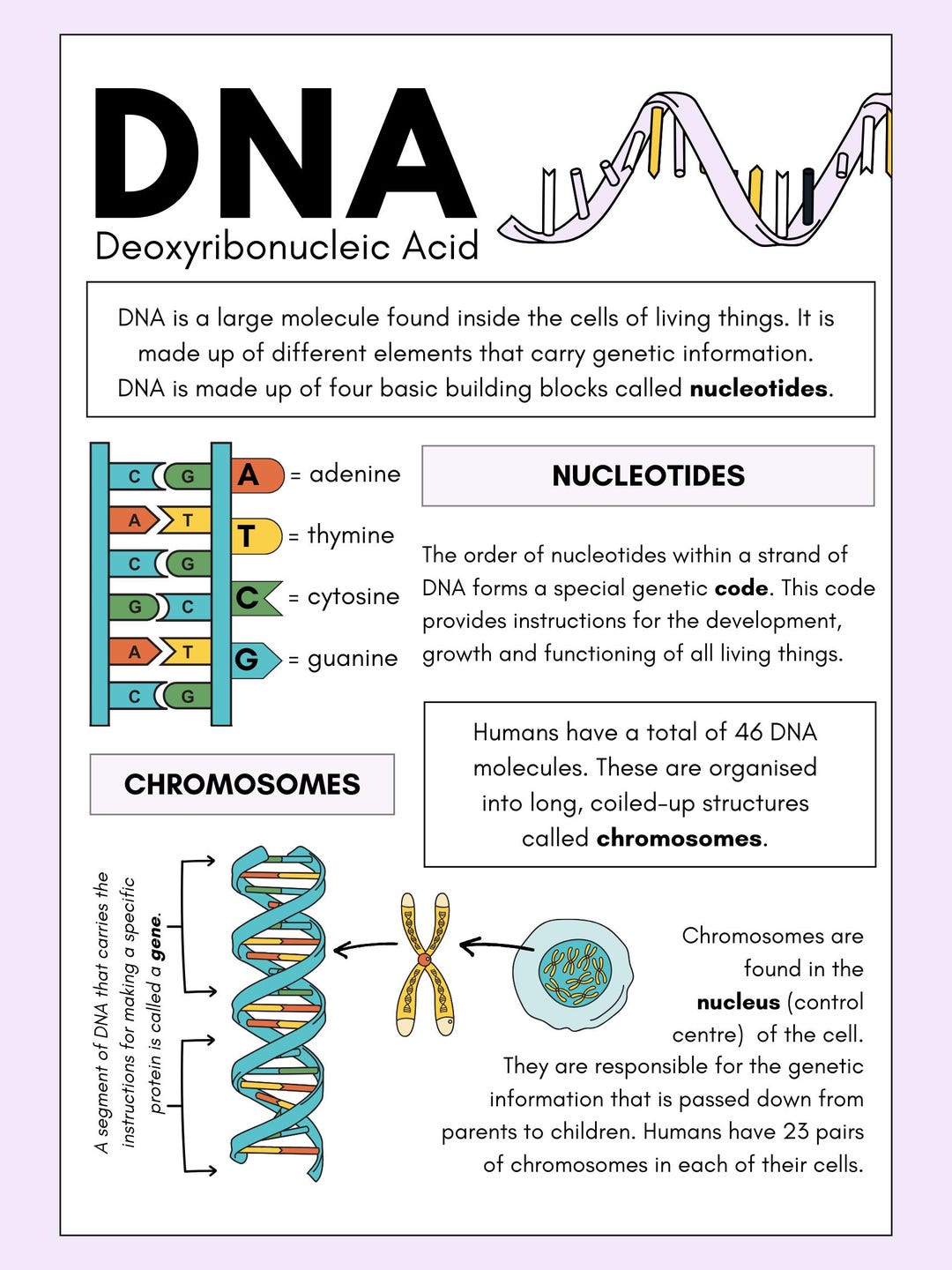 DNA – Educational Biology Classroom Poster - Etsy