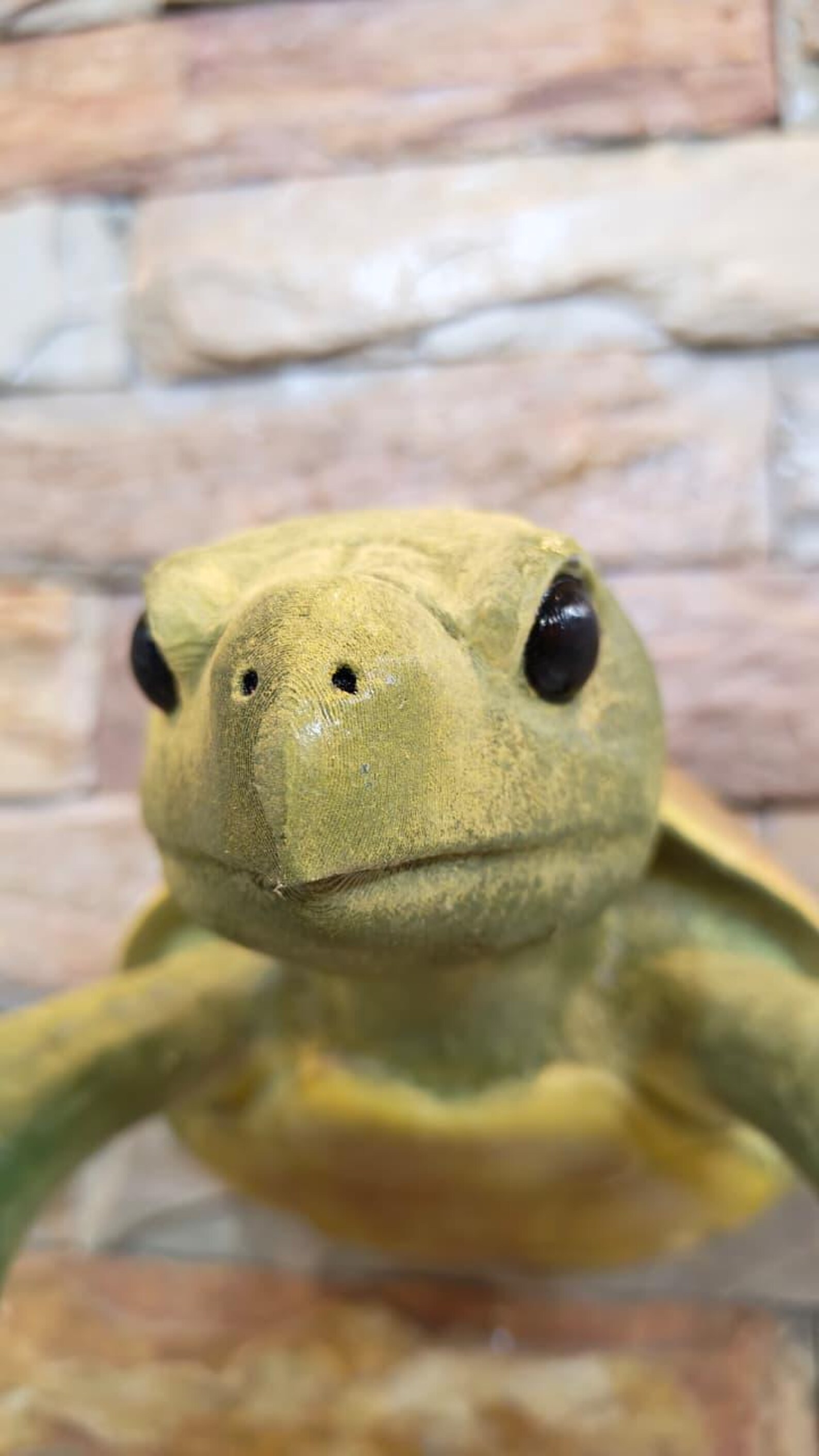 Turtle Fish Head Wall Mount, Sea World Home Décor, Oceanic Gifts for ...