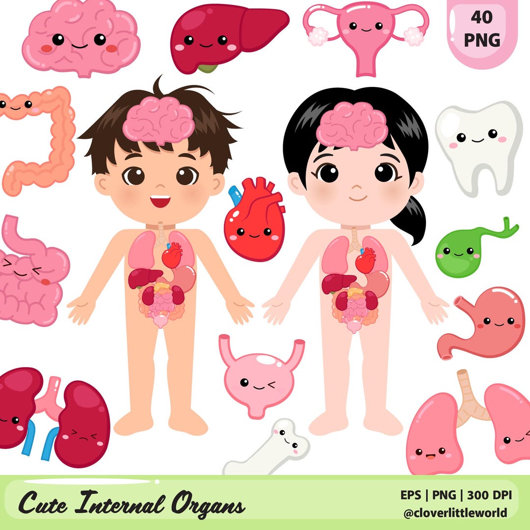 Kawaii Human Organs Illustration: Anatomy for Kids (PNG EPS) - Etsy UK