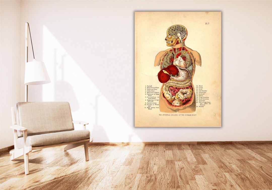 Internal Organs of the Human Body Poster Print Art Canvas,human Body ...