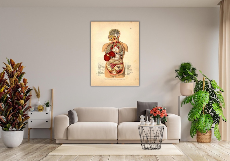 Internal Organs of the Human Body Poster Print Art Canvas,human Body ...