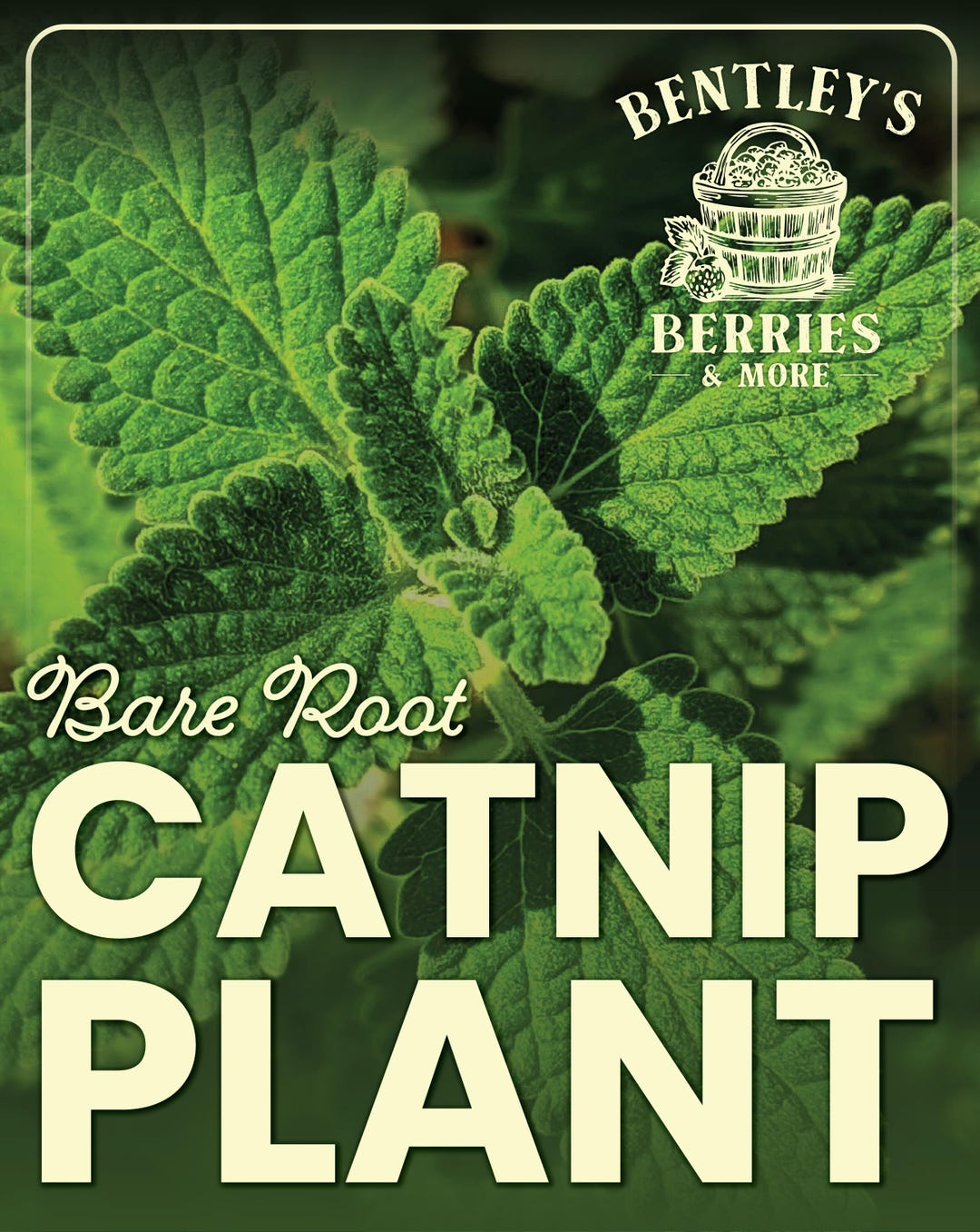 Dormant Catnip Bare Root Plant: Native Pollinator, Cat Treat, Perennial ...