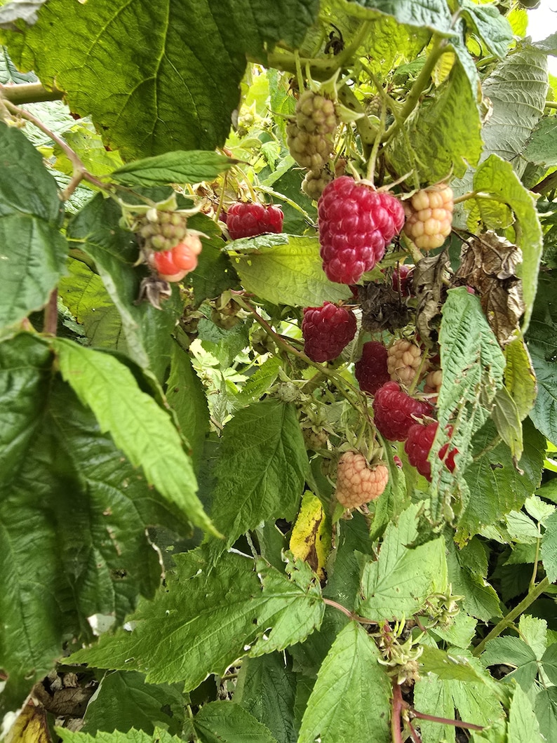 Caroline Red Raspberry Plants: Heirloom Everbearing, Cold Hardy, Sweet ...
