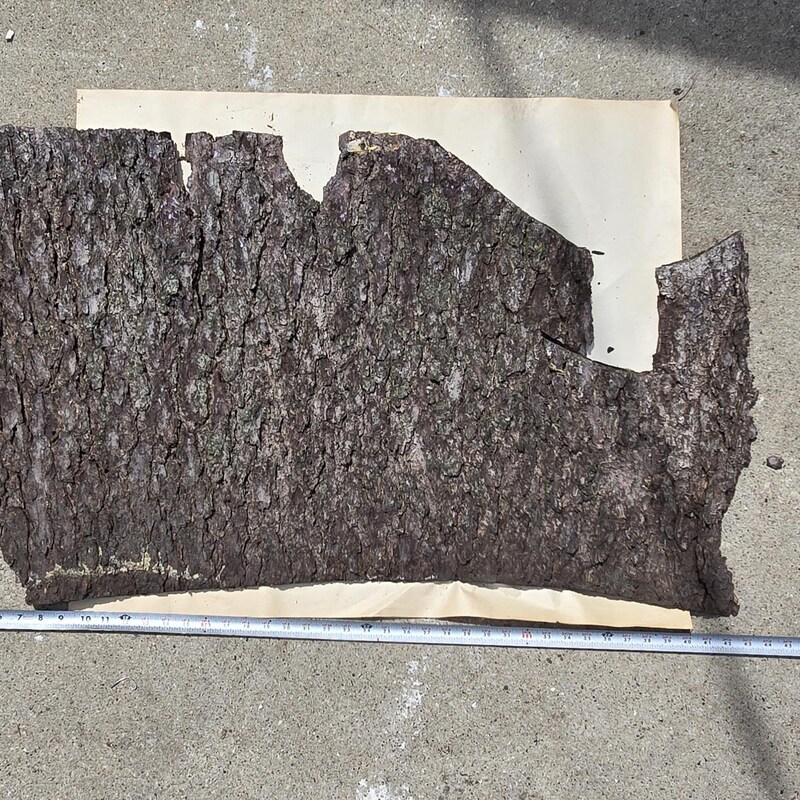 Birch Bark Sheets - Etsy