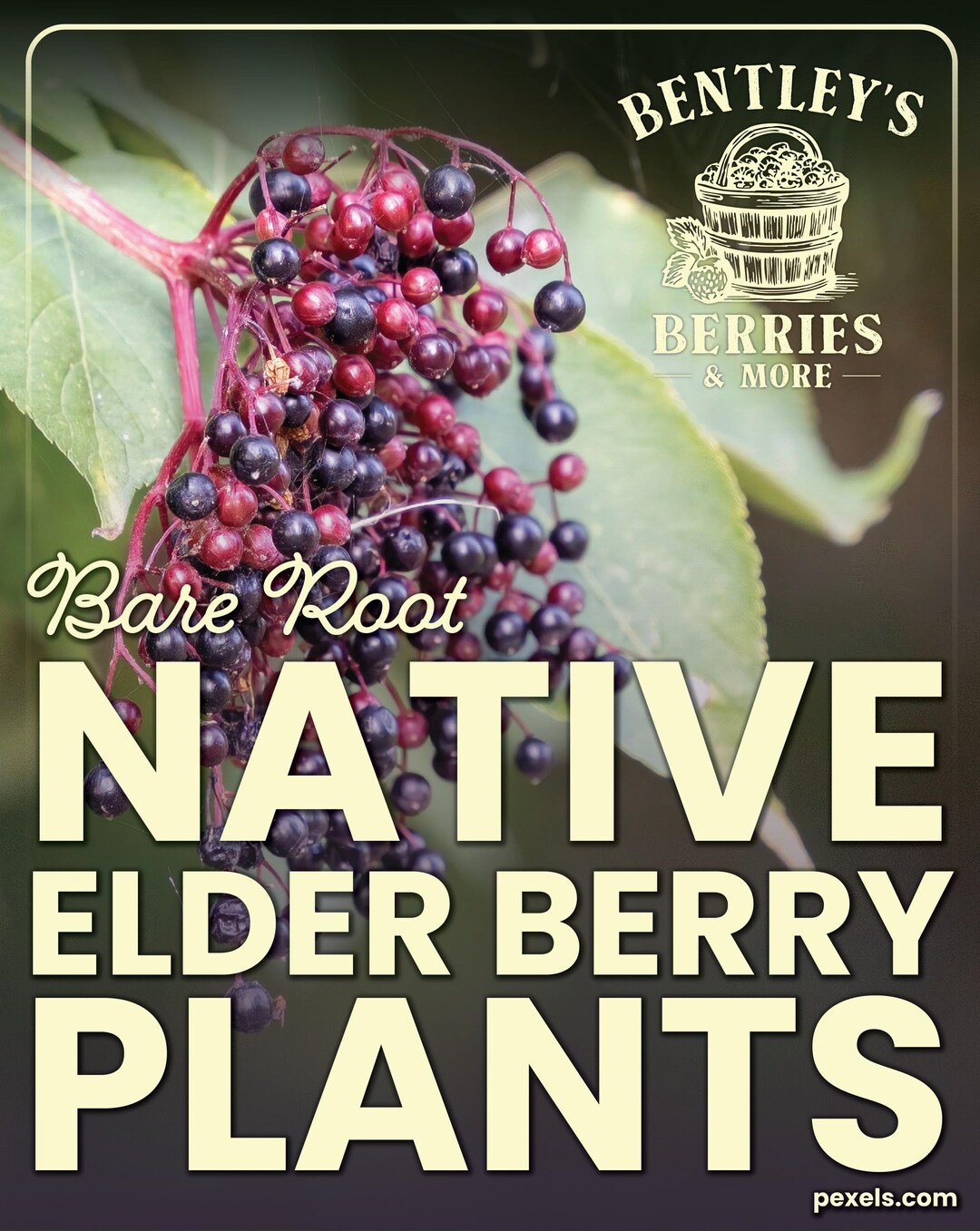 Elderberry Bush| Cold Hardy | Native, Edible, Artistic Garden Staple - Etsy