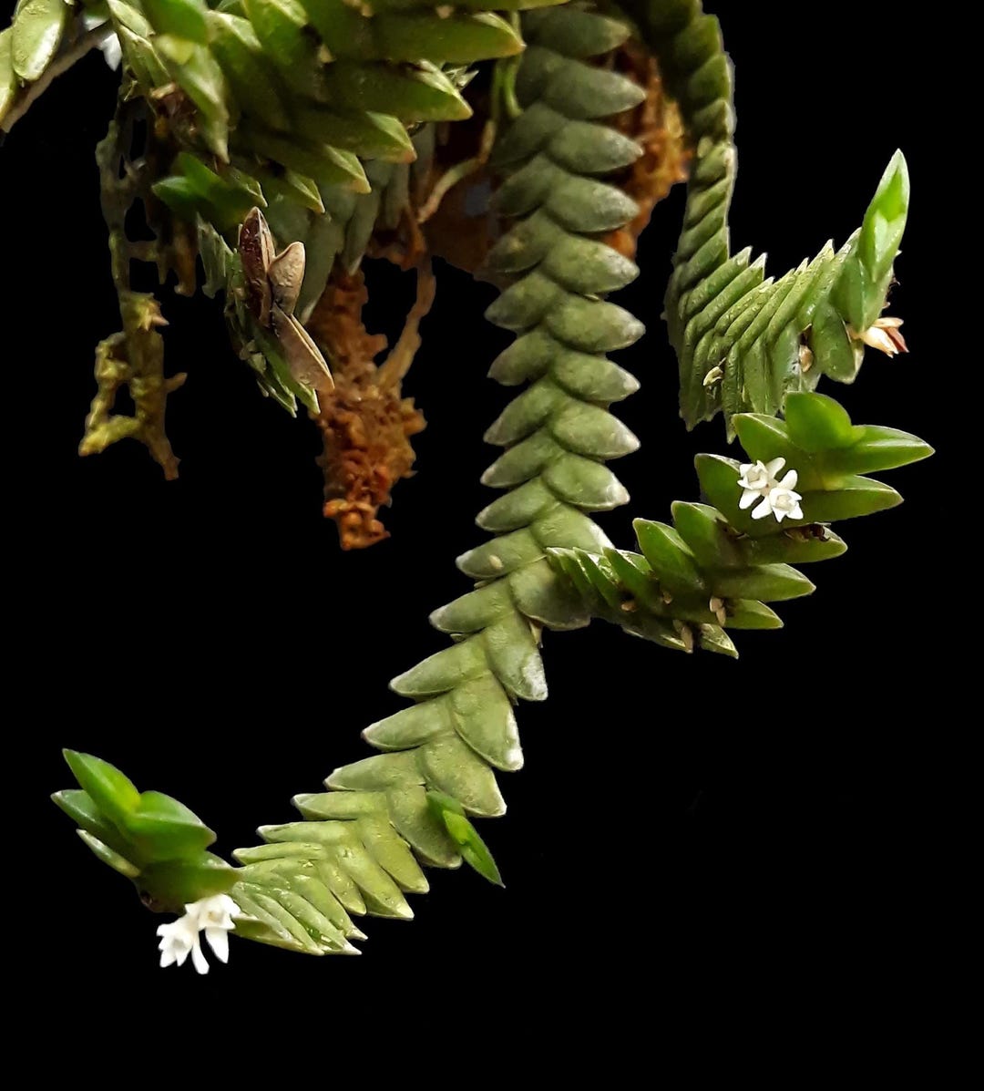 Rare Miniature Fragrant Orchid - Microsaccus Griffithii - Orchid Plant ...