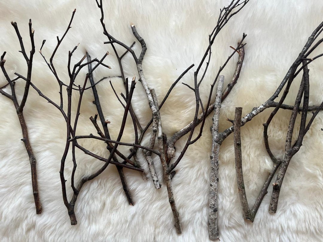 Branch Twigs From the German Birch - Etsy